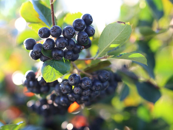 Aronia Berry (Chokeberry): Order Online 24/7 | J&J Aronia